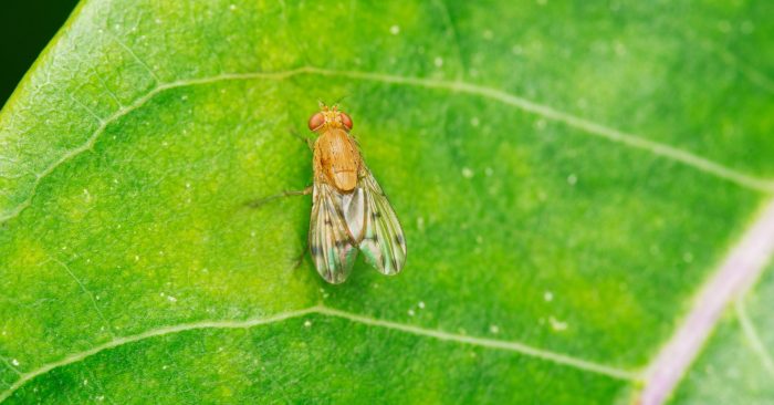 Ask an Expert: How flapping insect wings can make new “micro drones” a ...