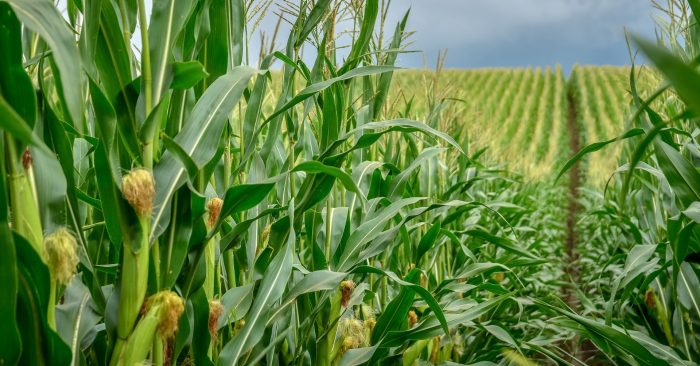 Not so corny: How the humble cornstalk is helping us build stronger and ...