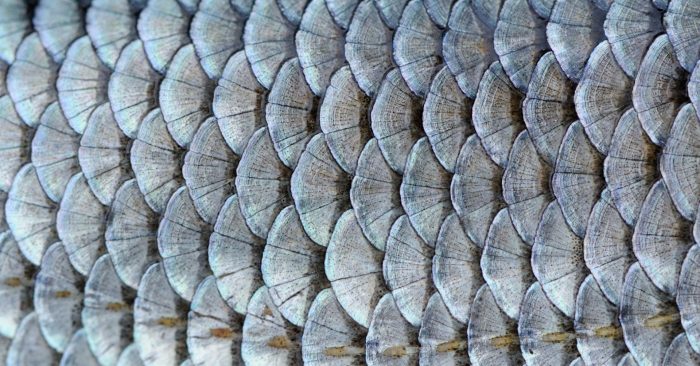 Harnessing nature’s design: Using fish scales to improve lightweight armour