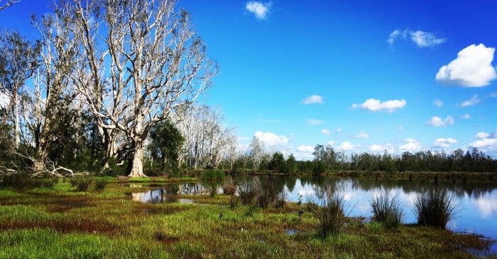 WRL welcomes new Government focus on Blue Carbon restoration