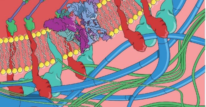 Poole Group: Cellular Mechanotransduction
