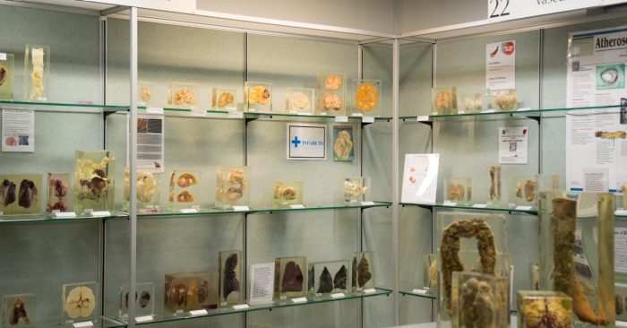 Accessibility | Museum of Human disease - UNSW Sydney