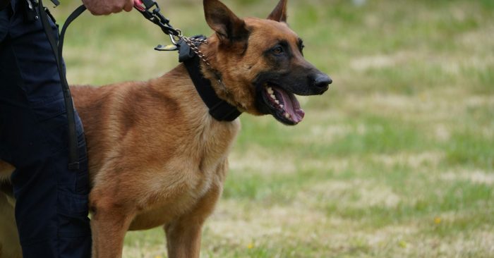 Drug detection dog encounters and precautionary behaviours at ...