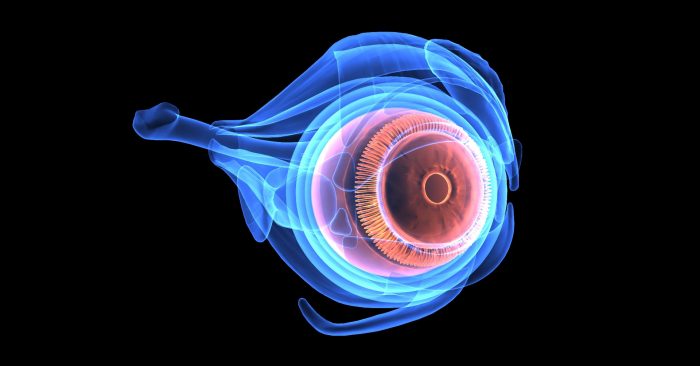 Research & impact | School of Optometry & Vision Science - UNSW Sydney