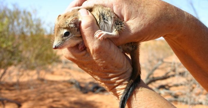 Locally extinct mammals return to NSW’s far west