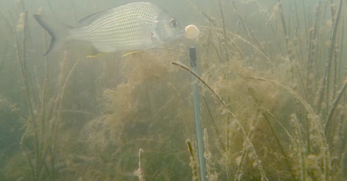 ‘Fish lollies’ capture predator activity, revealing how global marine ...