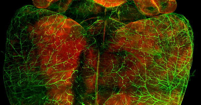 Katharina Gaus Light Microscopy Facility
