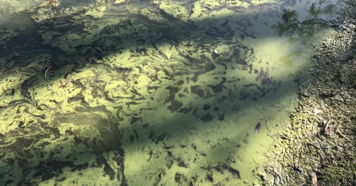 Nuisance and Harmful Algae | Science-Practice Partnership - UNSW Sydney