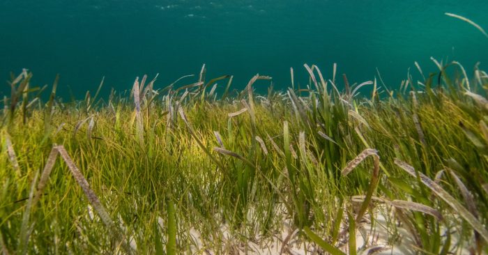 Improving seagrass restoration in Australia and beyond