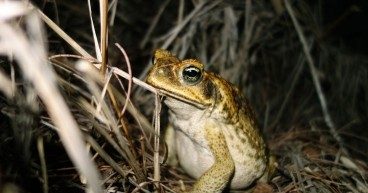 Stopping the toad | Centre for Ecosystem Science - UNSW Sydney