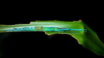 Chemical communication in insects | School of Biological, Earth ...