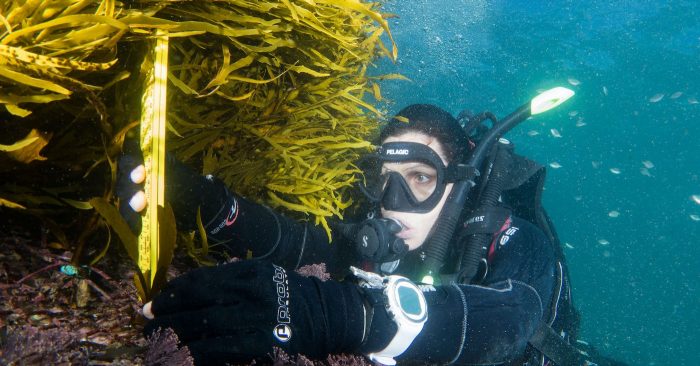 Marine restoration | Science - UNSW Sydney