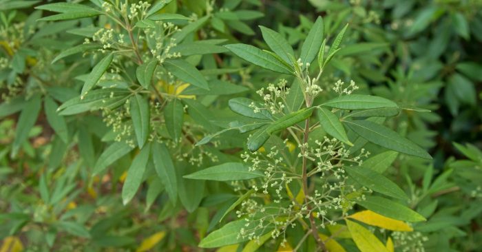 How season & fire influences germination of threatened Zieria species ...