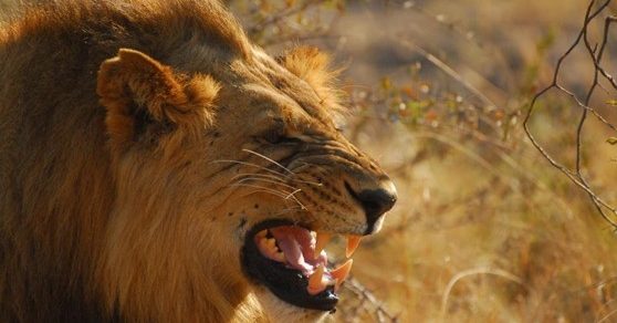 Do apex predator signals affect the movement of subdominant carnivores ...