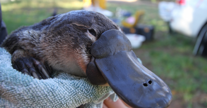 Platypus breeding | Centre for Ecosystem Science - UNSW Sydney