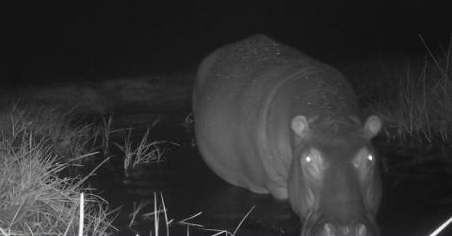 Investigating the spatial ecology, habitat use, behaviour, and ...