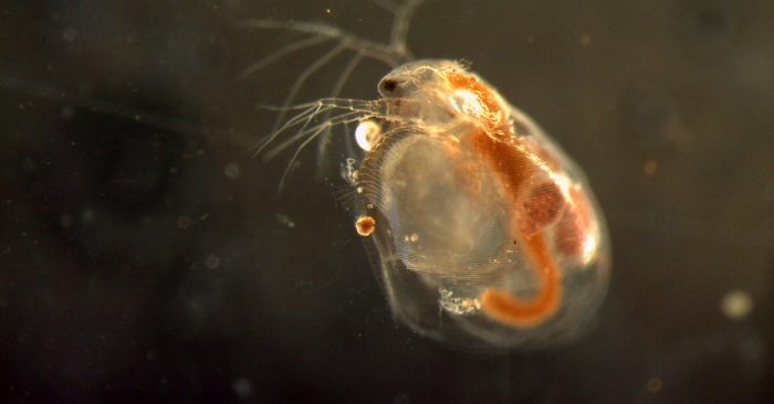 Micro-invertebrate community dynamics and flooding in the Macquarie ...