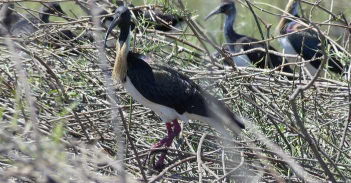 Monitoring of Waterbird Breeding 2021-2023 webinar