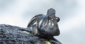 The evolution of land-dwelling fish: contemporary analogues of a ...