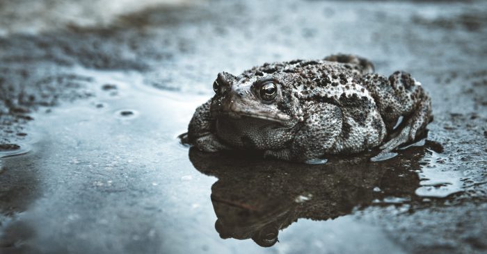 Scientists crack genetic code of cane toad | Science - UNSW Sydney