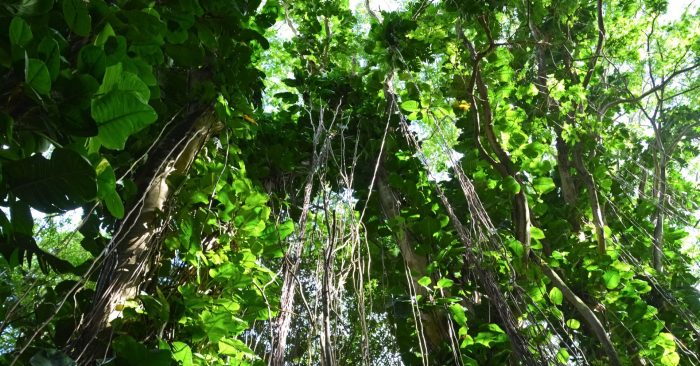 Tropical tree mortality: why trees die | Science - UNSW Sydney