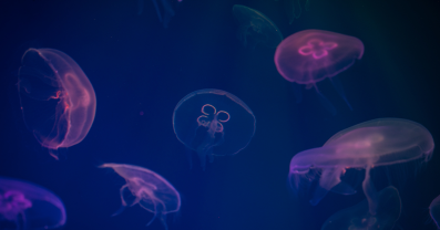 Integrated micro/macro-biology and ecology | Centre for Marine Science ...