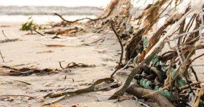 Impacts of urbanisation on the diversity and functioning of coastal ...