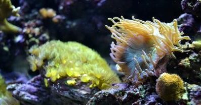 Adapting to coastal tropicalisation: ecosystem function implications ...