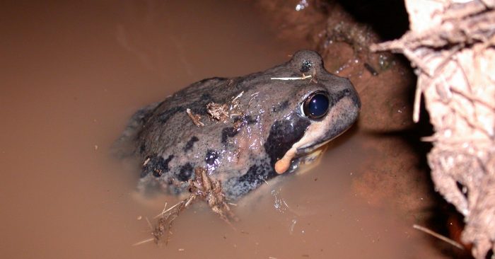 Ribbiting rhythms: citizen science reveals new information about frog calls