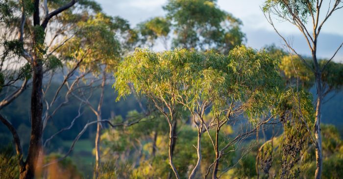 AI Helps Reveal History Of Iconic Australian Tree | Mirage News