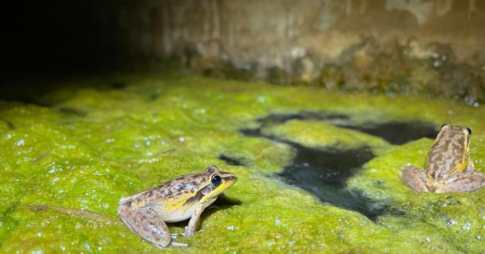 Croakey! FrogID has just logged its one millionth frog
