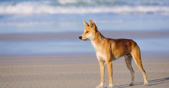 Dingoes are not domestic dogs – new evidence shows these native canines ...