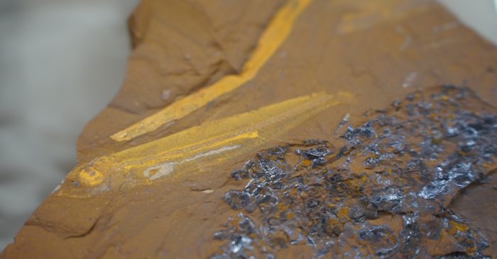Australian scientists discover ancient freshwater fish fossil with ...