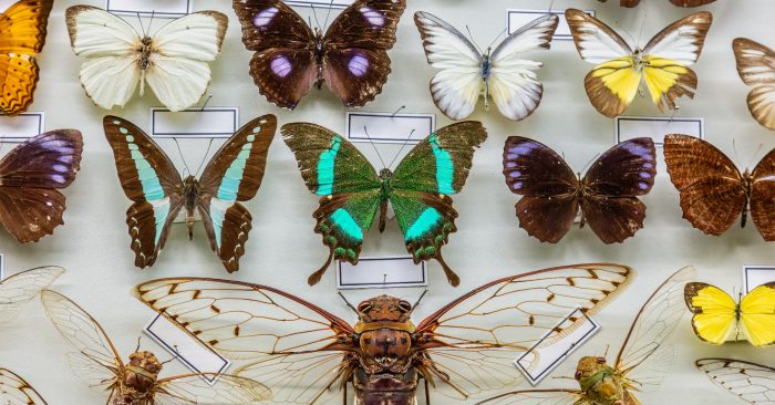 Theft, lies and butterflies: the Englishman who stole thousands of ...