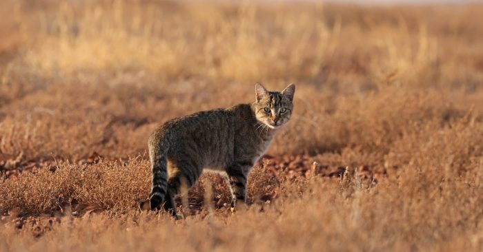 Death by feral cat: DNA shows cats to be culprits in killing of native ...