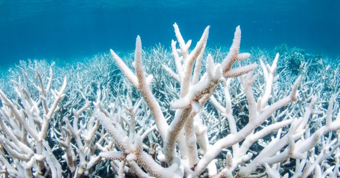 The heat is on: what we know about why ocean temperatures keep smashing ...