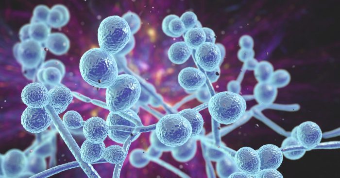 Synthetic polymers providing hope in the fight against invasive fungal ...