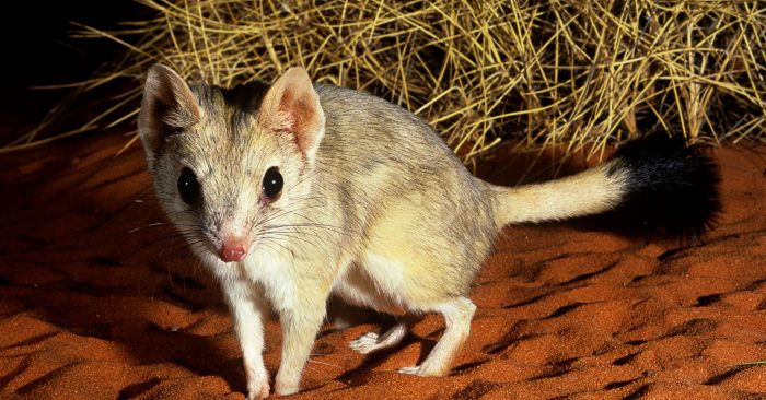 Meet the kowari: a tiny predator on the fast track to extinction