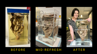 Preservation service | Museum of Human Disease - UNSW Sydney