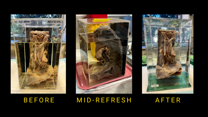 Preservation service | Museum of Human Disease - UNSW Sydney